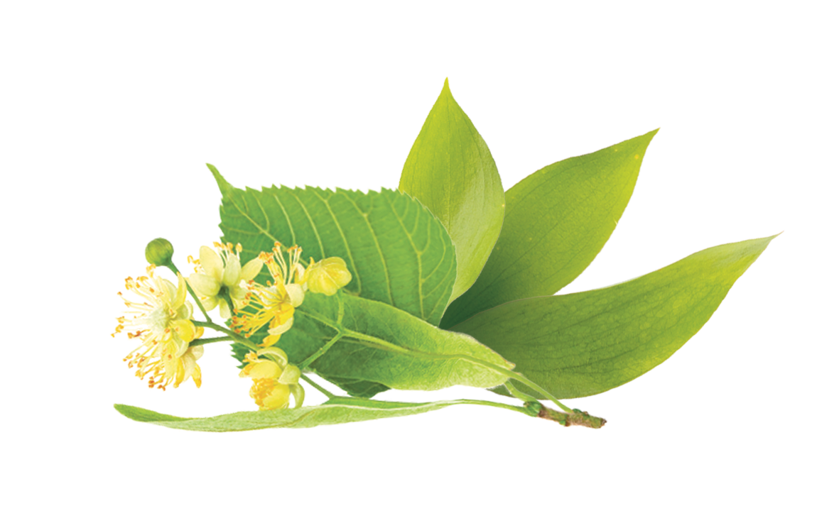 Infusion Bio Tilleul - Pleyce